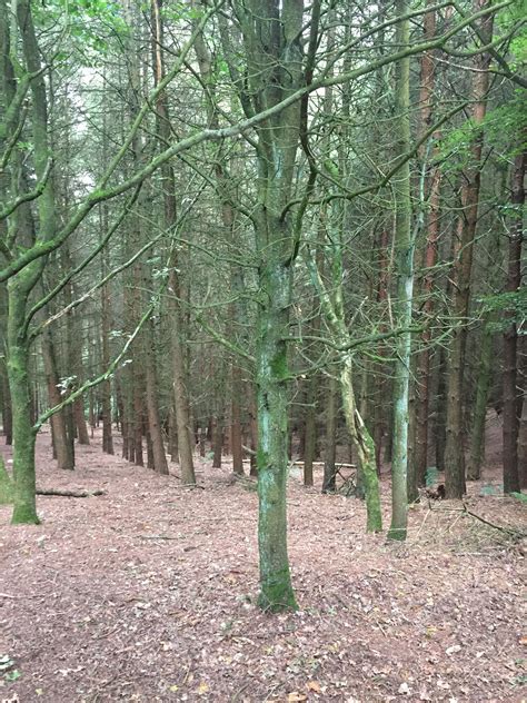 Trees Provide More Than Just Oxygen You Know Tree Background Plants