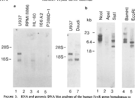 Figure 5 From Isolation And Expression Of Cdna Clones Encoding A Human Receptor For Igg Fc