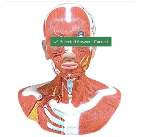 Lesson 9 Part 3 Lab Flashcards Quizlet