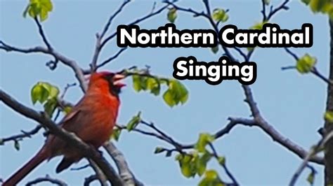 Northern Cardinal Song