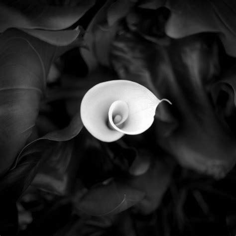 Calla By David Andrew Muench Black And White Magazine For Collectors