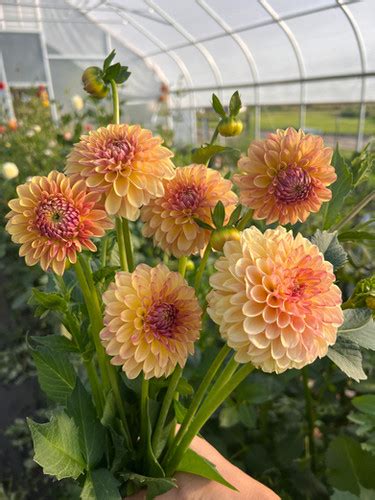 Coseytown Gale Rimrockflowerfarm