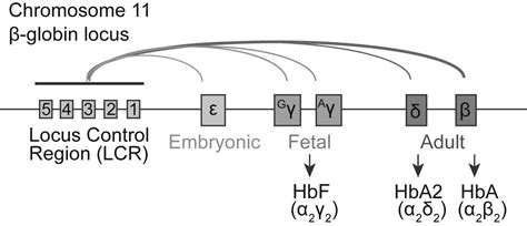 Hemoglobinopathies Clinical Tree