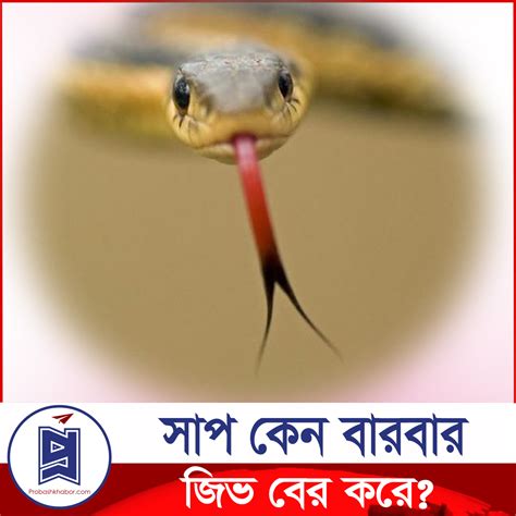 Probash Khabor Dhaka