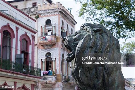 Lion Cuba Get Photos And Premium High Res Pictures Getty Images