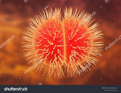 235 Neisseria Gonorrhoeae 3d 이미지 스톡 사진 및 벡터 Shutterstock