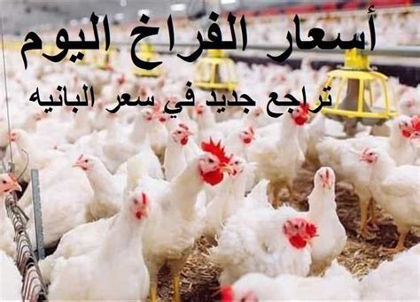 أسعار الفراخ البيضاء اليوم الأربعاء 5 أبريل بـ بورصة الدواجن مفاجآت