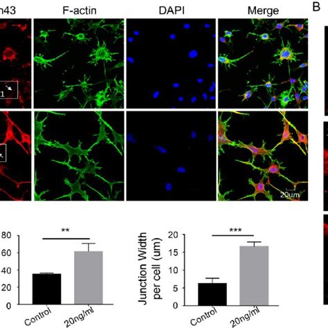 The Elongation Of Gap Junction After The Treatment Of Fgf7 A