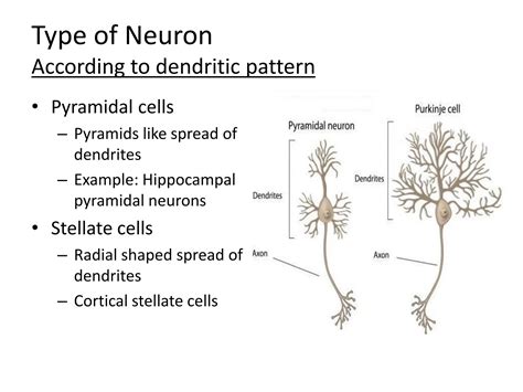 The Neuronpdf