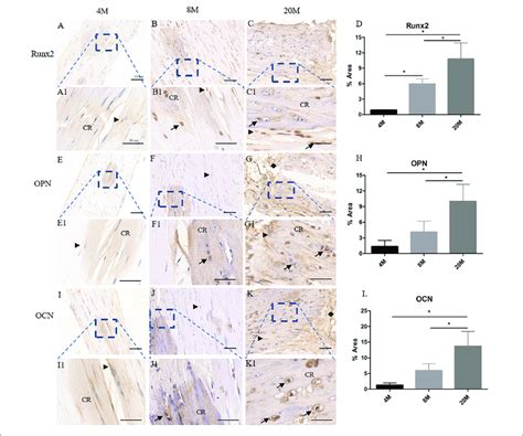 The Osteogenesis Related Genes Expression In Ossified Tendon Was Download Scientific Diagram