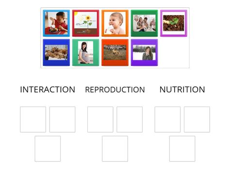 Three Vital Functions Unit 1 Group Sort Three Vital Functions Unit 1 Group Sort