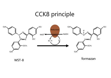 Team Sustech Shenzhen Design