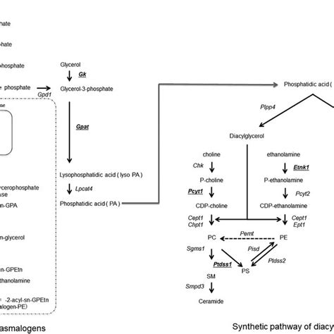 Biosynthetic Pathway Of Plasmalogens And Diacyl Phospholipids The