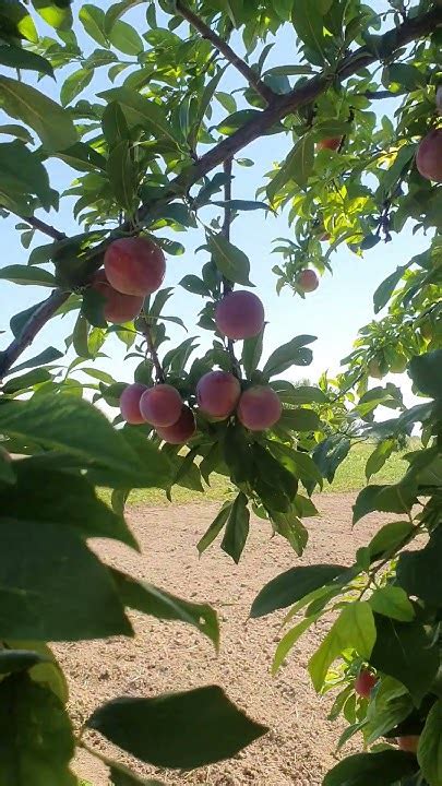 Սալոր Viral Youtube Trending Youtube