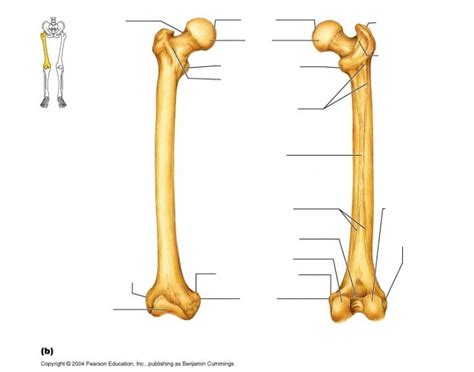 Femur Bone Diagram Quizlet