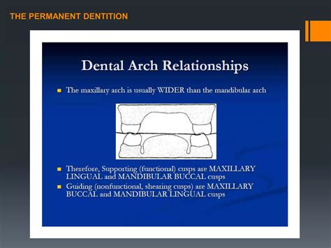 Occlusion In Complete Dentures Pptx Dental Health Diseases And