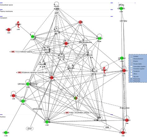 Functional Pathway Analysis Using The Ipa Database Notes The Network Download Scientific