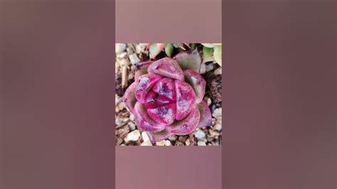 교배종 Sp ~ 보석이 따로 없네 ~ ㅎㅎ 파종이다육 다유기 다육이 다육식물 반려식물 다육판매 다육이판매 다육이키우기 다육인스타그램 매혹이 청주 야인