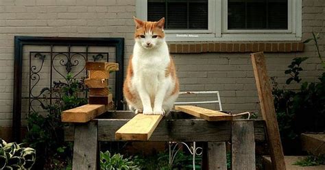 As Yes Ill Supervise Your Work And Judge You While Doing It Imgur