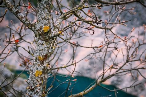 Premium Photo Close Up Of Cherry Blossom Tree During Winter