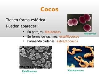 Reino Moneras 1ºeso Ppt