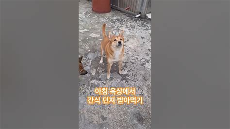 아침 옥상에서 간식 던져서 받아먹기 20241029 믹스견 가을 옥상 간식 Youtube