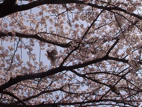 벚꽃이 활짝 피니 새들도 즐거운가 봐요