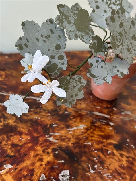 Geranium Trailing Geranium Trailing
