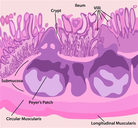 Ileum Histologi Peyers Patcher M Cells Of Mouse And Human Peyers