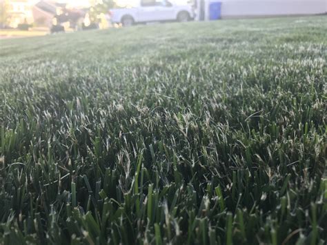 Very Stemmy Grass Lawn Care Forum