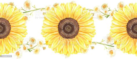 해바라기와 카모마일 원활한 국경 수채화 그림 흰색 배경에 고립되어 있습니다 0명에 대한 스톡 벡터 아트 및 기타 이미지 0명 과꽃 꽃 나무 Istock