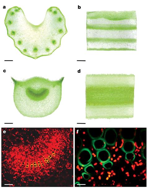 Celery Plant Diagram