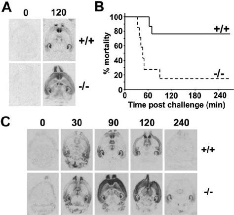 Immediate Early C Fos Gene Expression And Physiological Response To Download Scientific