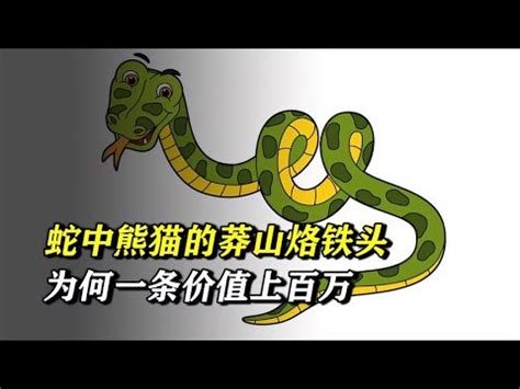 被稱為蛇中熊貓的莽山烙鐵頭一條價值上百萬它為何如此值錢趣普聞新 YouTube