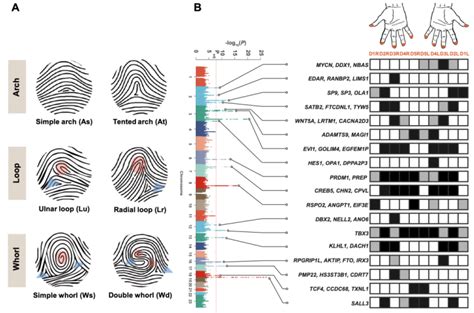 Fingerprint Patterns Are Linked To Limb Development Genes