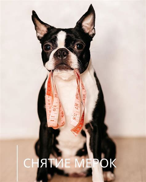 Одежда для собак Нюхательные игрушки Дрессировочный жилет Минск Видеообзор закрытого жилета