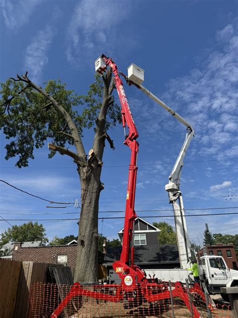 Tree Pruning Services In St Louis