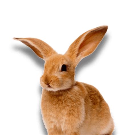 Tear Duct Disease Dacryocystitis Care Information For Your Rabbit