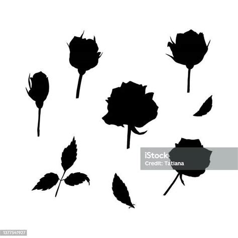 장미는 흰색 배경에 벡터 꽃을 격리 싹 줄기 및 잎의 식물 요소의 검은 실루엣 0명에 대한 스톡 벡터 아트 및 기타 이미지 0명 계절 꽃 나무 Istock