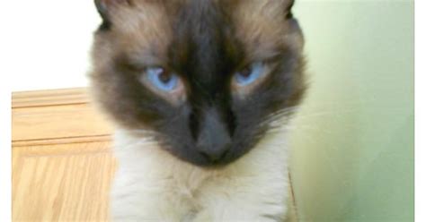 photoshoot with sebastian the cat on a side note his free to a good home haha imgur
