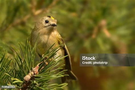 골드 크레스트규정에 따라 스프루 스의 지점에 앉 습니다 킹 렛 가족에 있는 아주 작은 Passerine 린 조류 화려한 금빛 크레스트 깃털이 그 이름을 더 해 줍니다 가문비