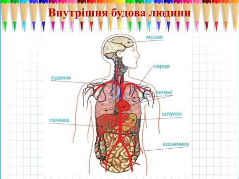 Як працює наш організм