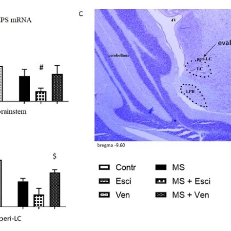 The Effects Of Maternal Separation Ms Andor The Long Term Download Scientific Diagram