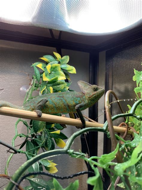 Our Male Veiled Chameleon Forums