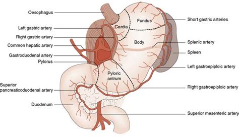 Duodenum Parts