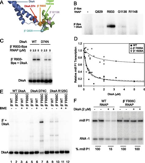 Direct Interactions Between The Coiled Coil Tip Of Dksa And The Trigger Loop Of Rna Polymerase