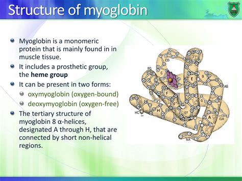 Ppt Globular Proteins Myoglobin And Hemoglobin Powerpoint Presentation Id 6183537