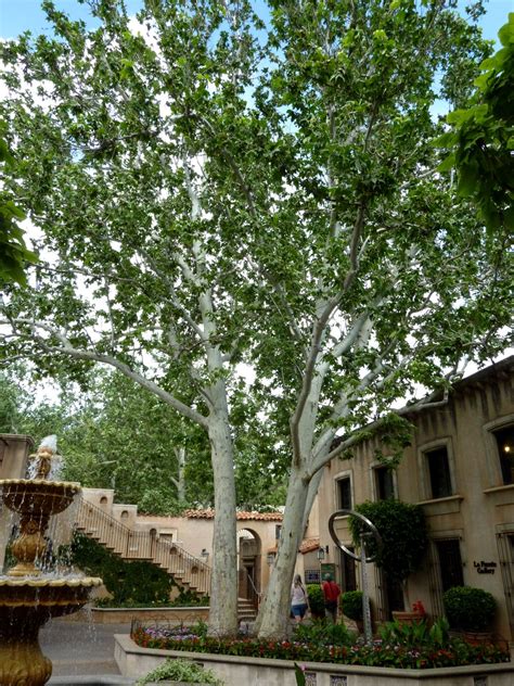 Platanus Wrightii Arizona Sycamore Native Deciduous Tree Found Near