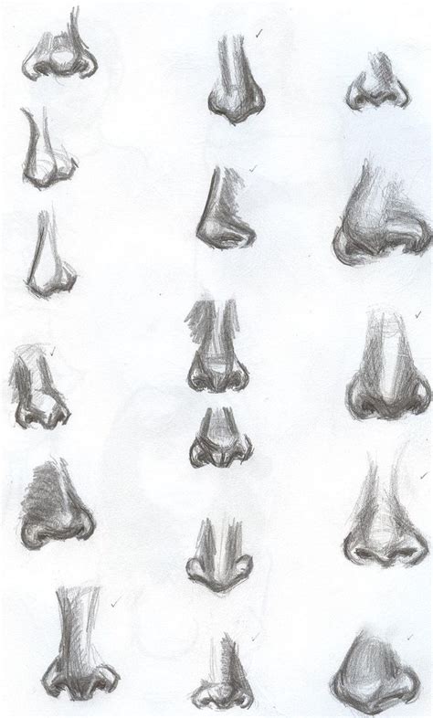 Nose Shape Guide Drawing At Home Inspiring Photos Sketches Of Noses