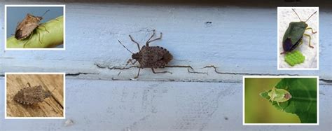 Как да се отървем от миризливките Otrovi